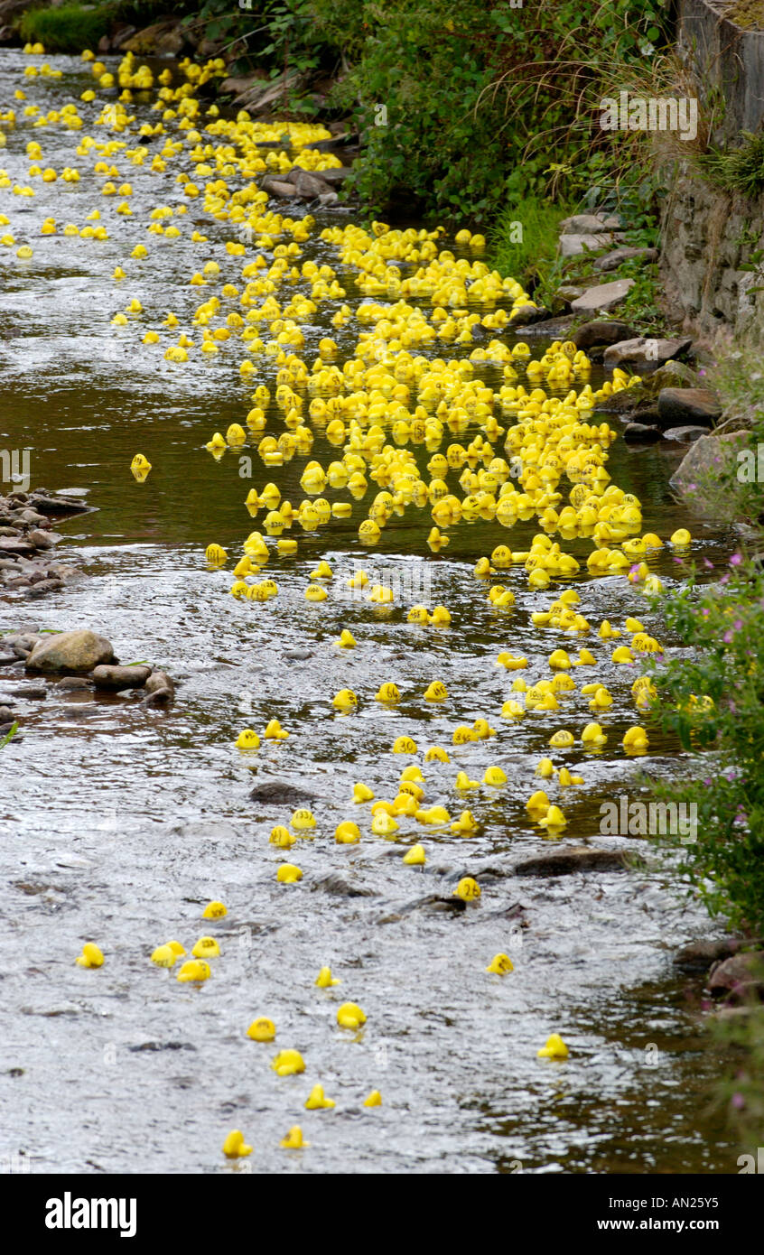 Community yellow plastic duck race on River Ennig part of annual ...