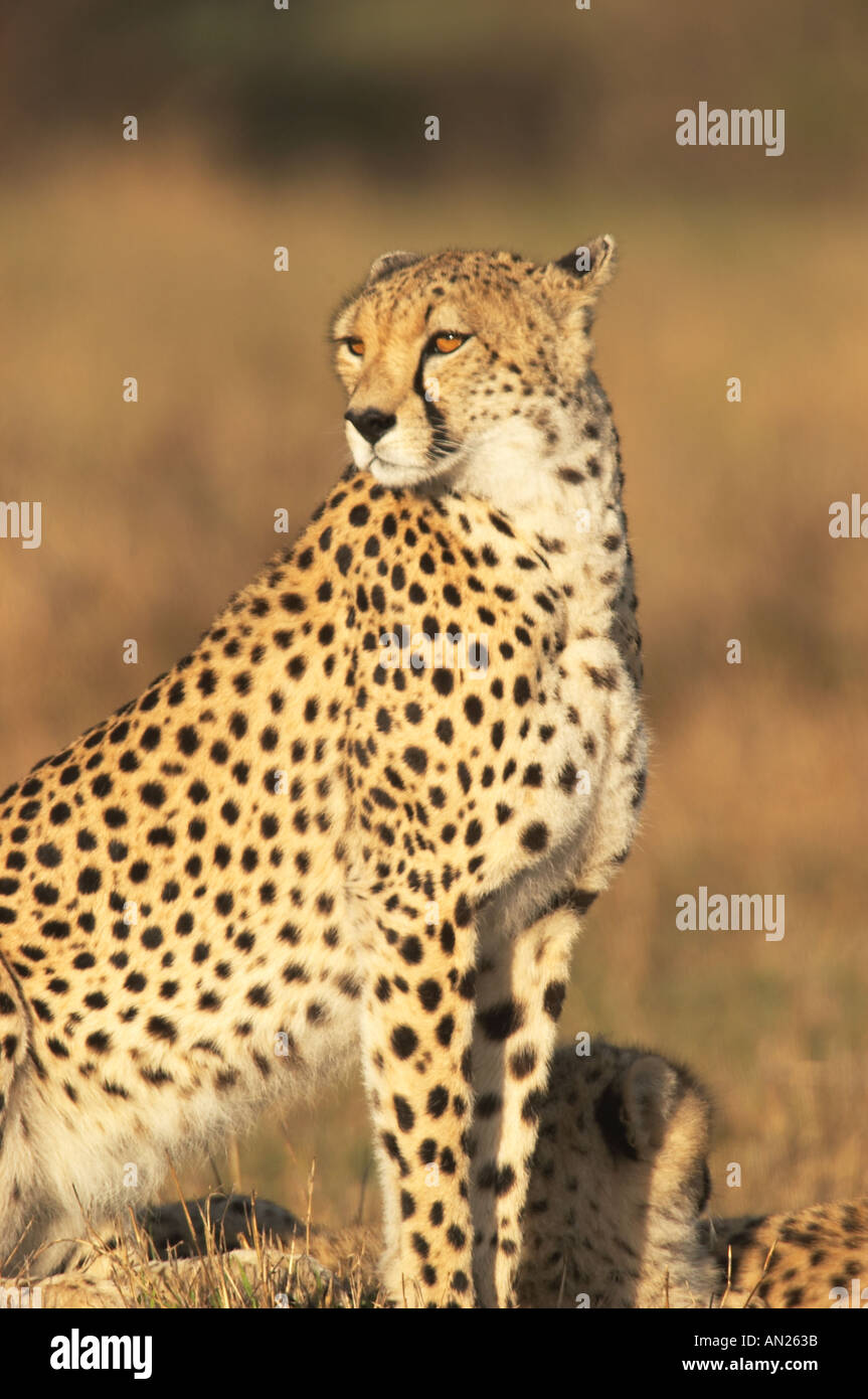 Female adult cheetah Stock Photo - Alamy