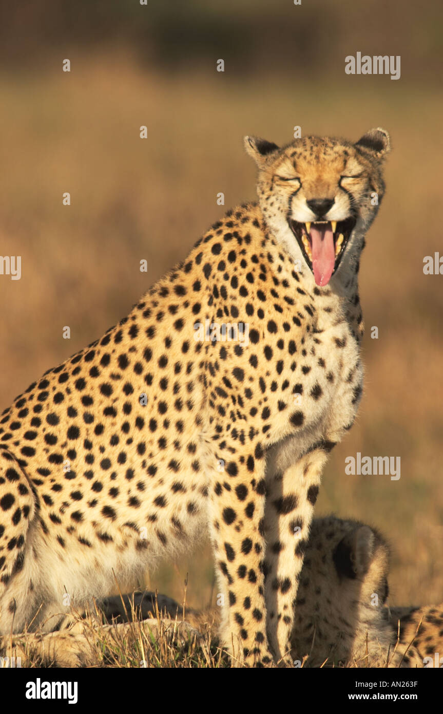 Adult cheetah yawning Stock Photo - Alamy