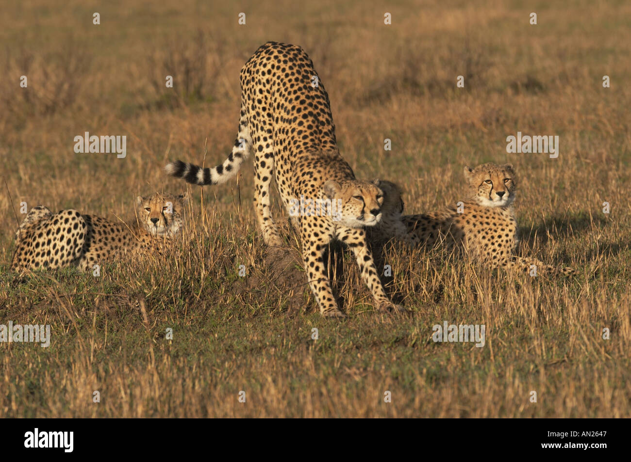 Adult cheetah stretching Stock Photo - Alamy