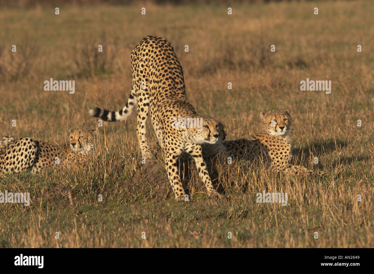 Adult cheetah stretching Stock Photo - Alamy
