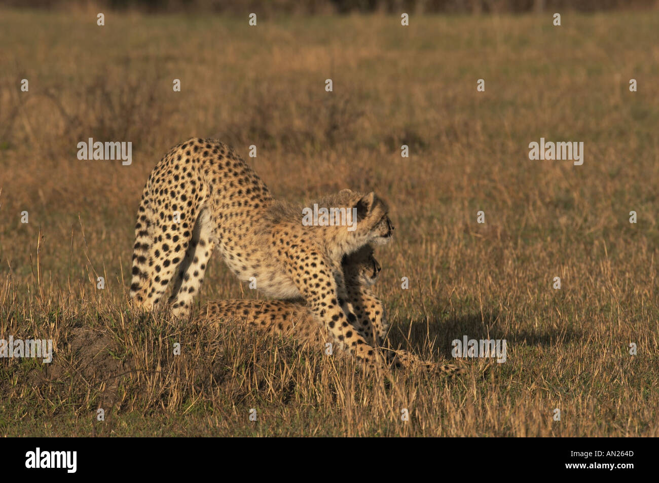 Adult cheetah stretching Stock Photo - Alamy