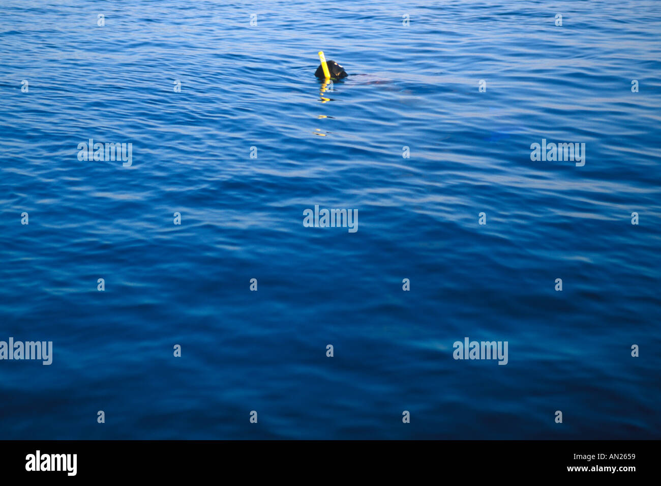 Amidst the crystal-clear waters of the Maldives, a swimmer with a ...