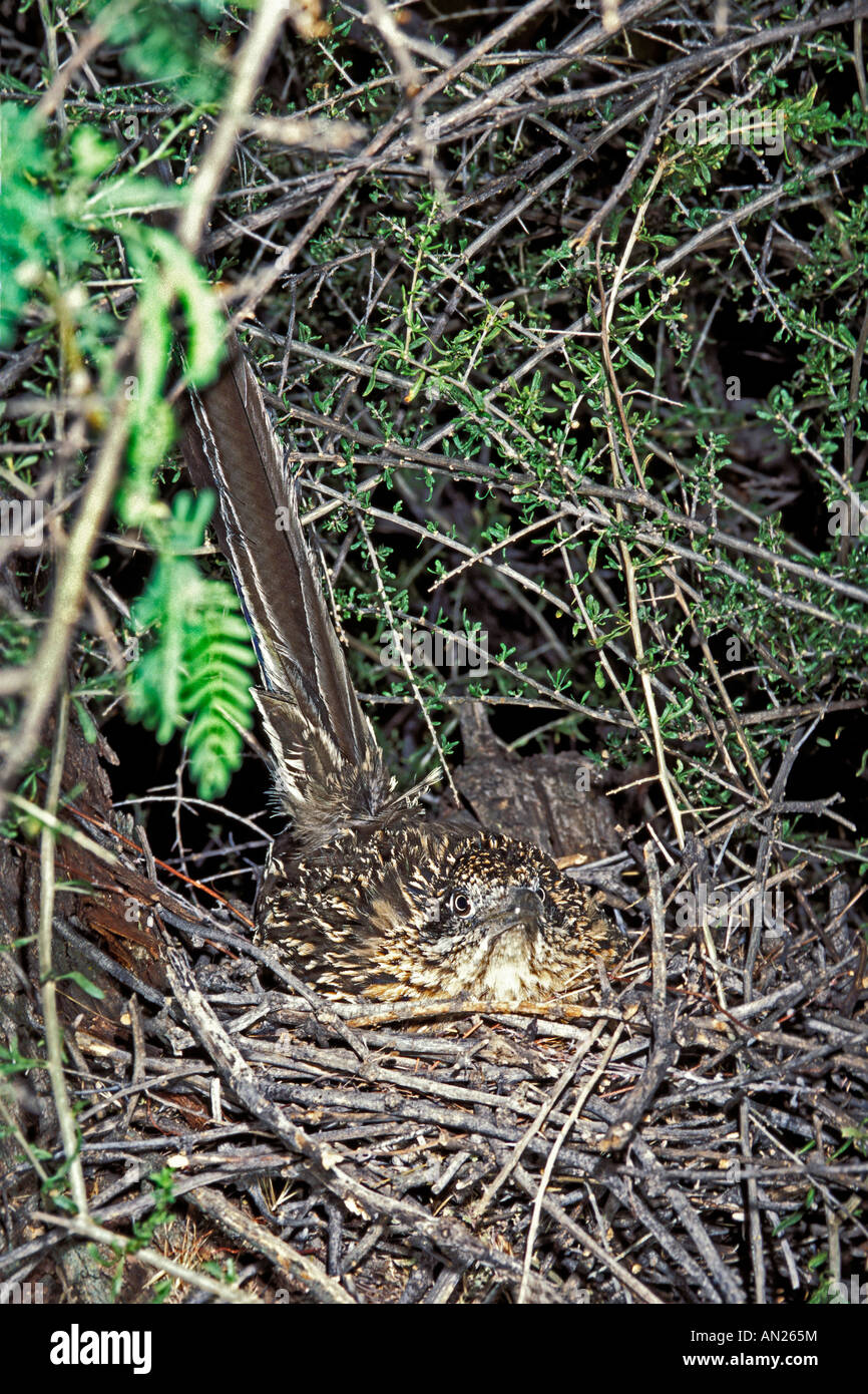 Roadrunner Nest