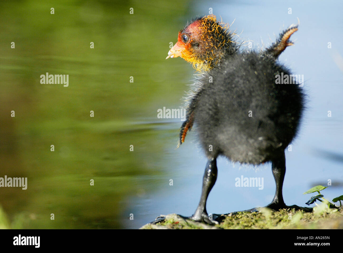 Blaesshuhn fulica atra coot europe europa funny chicken Stock Photo - Alamy