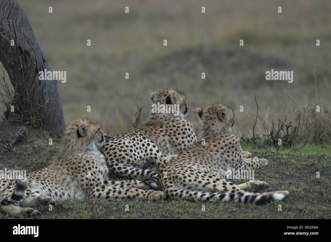 Cheetah family group Stock Photo - Alamy