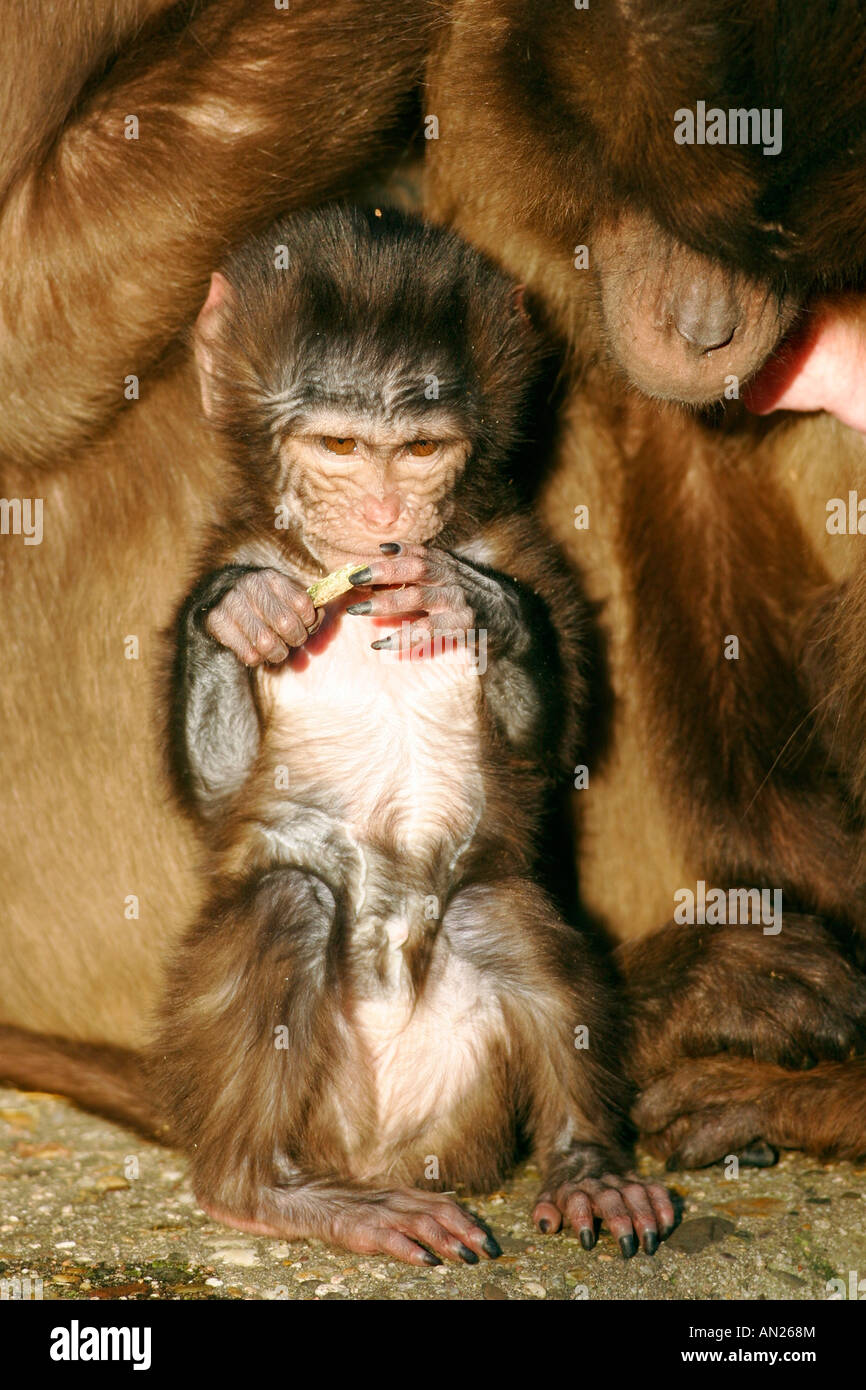 Blutbrustpavian Dschelada Theropithecus gelada Gelada baboon Stock ...