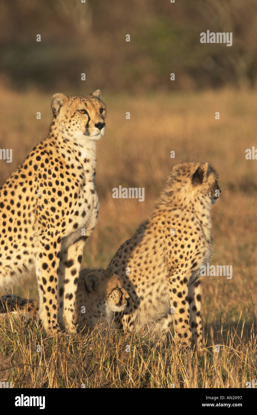 Cheetah family group Stock Photo - Alamy