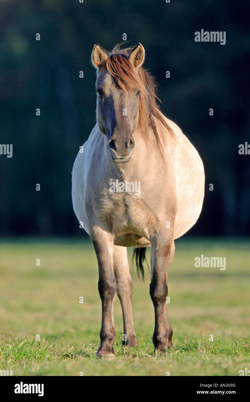 Wildpferd Dülmen Wildhorse Dülmen Germany Stock Photo - Alamy