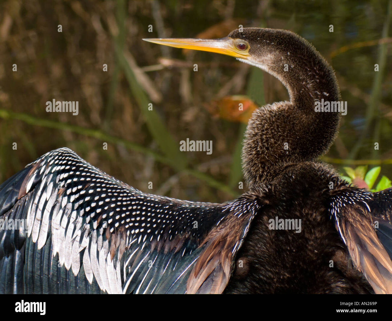 Anhinga (Anhinga anhinga Stock Photo - Alamy