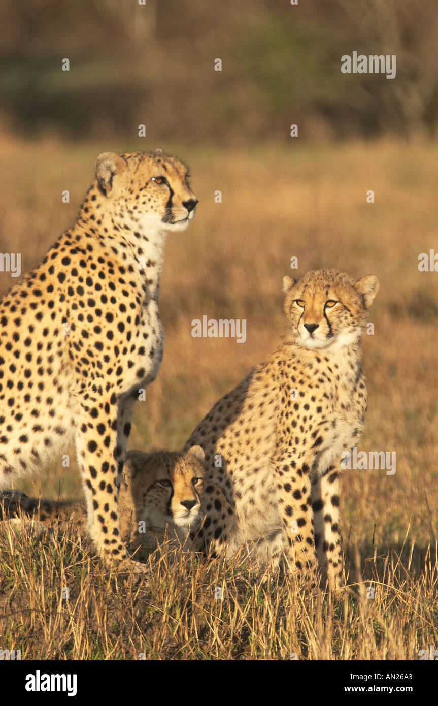 Cheetah family group Stock Photo - Alamy