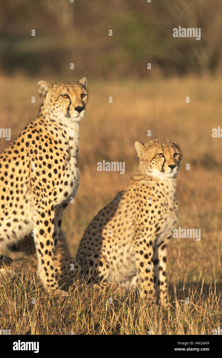 Cheetah family group Stock Photo - Alamy