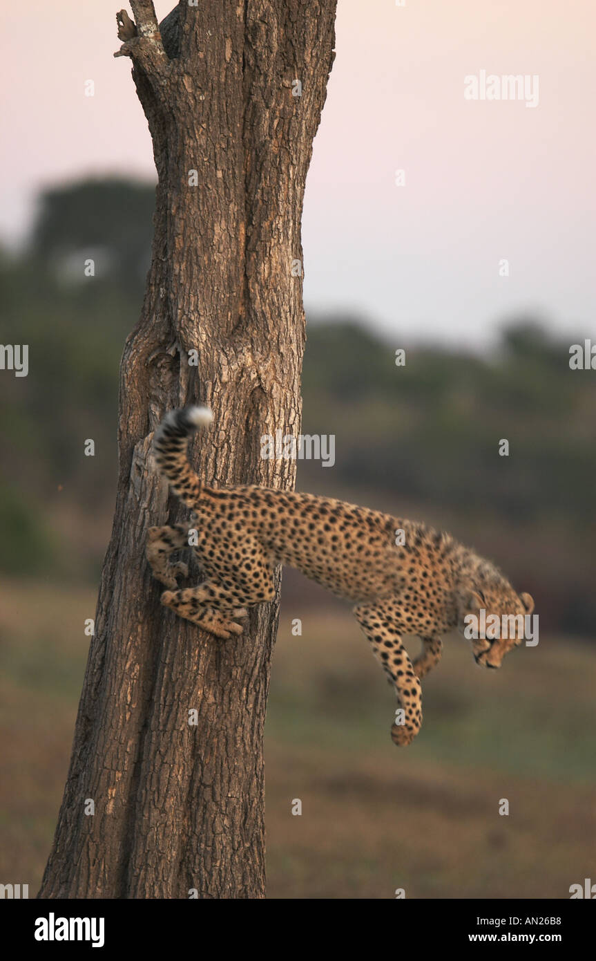 Cheetah leaping hi-res stock photography and images - Alamy