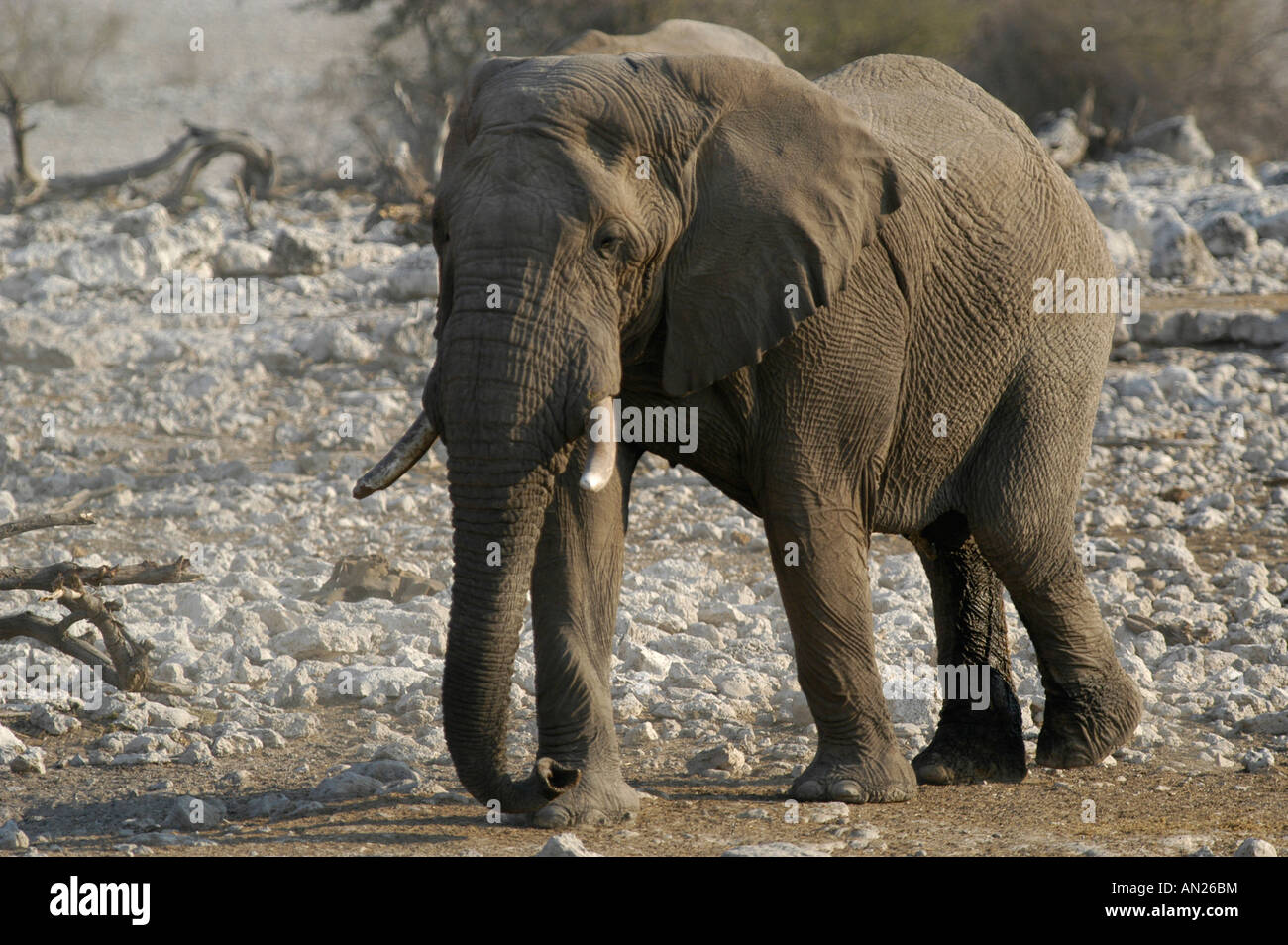 Community of african elephants hi-res stock photography and images - Alamy