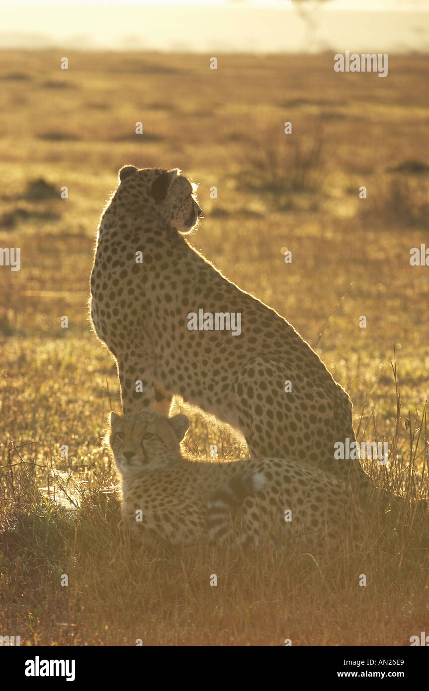 Cheetah portraits in dramatic lighting Stock Photo - Alamy