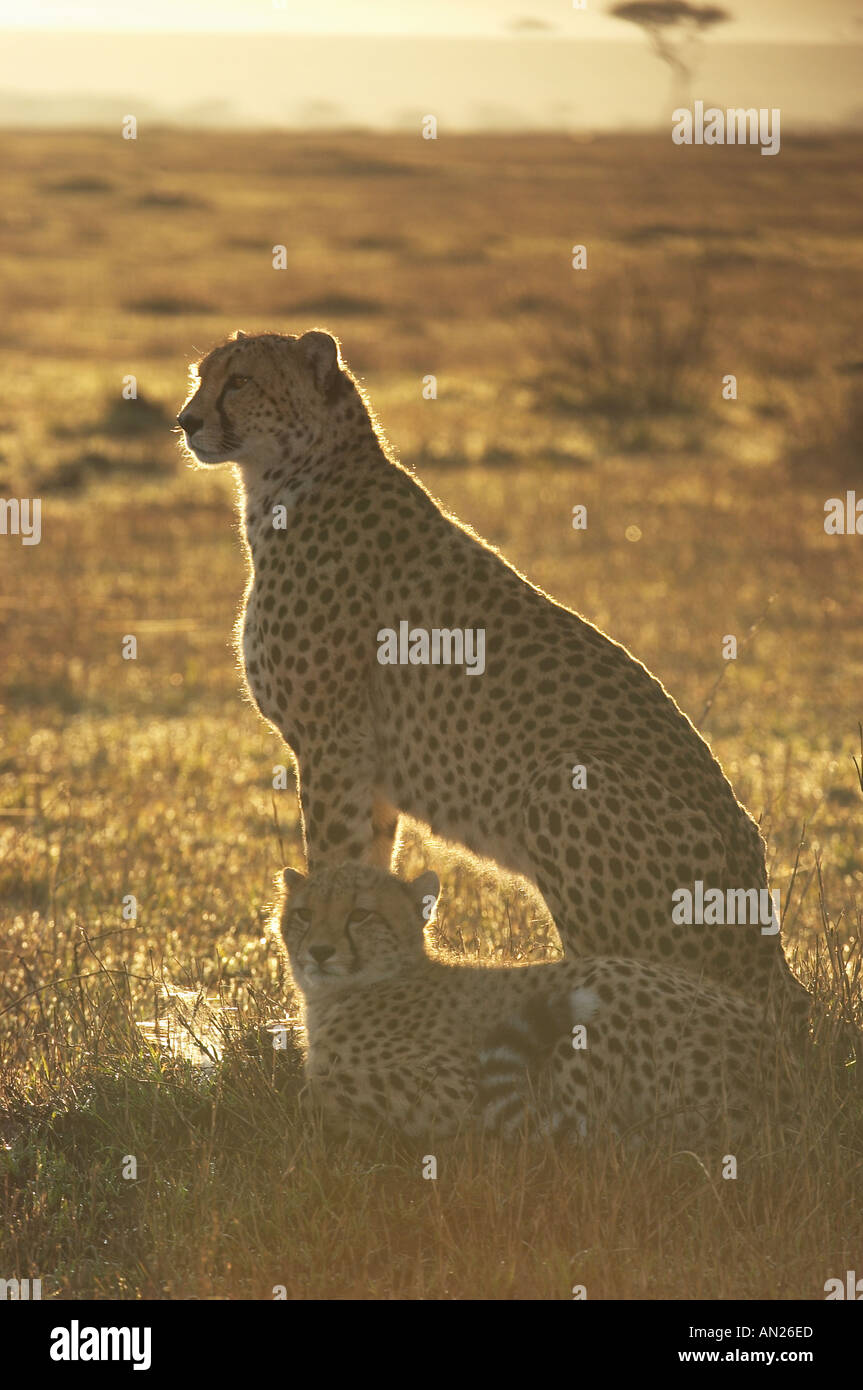 Cheetah portraits in dramatic lighting Stock Photo - Alamy