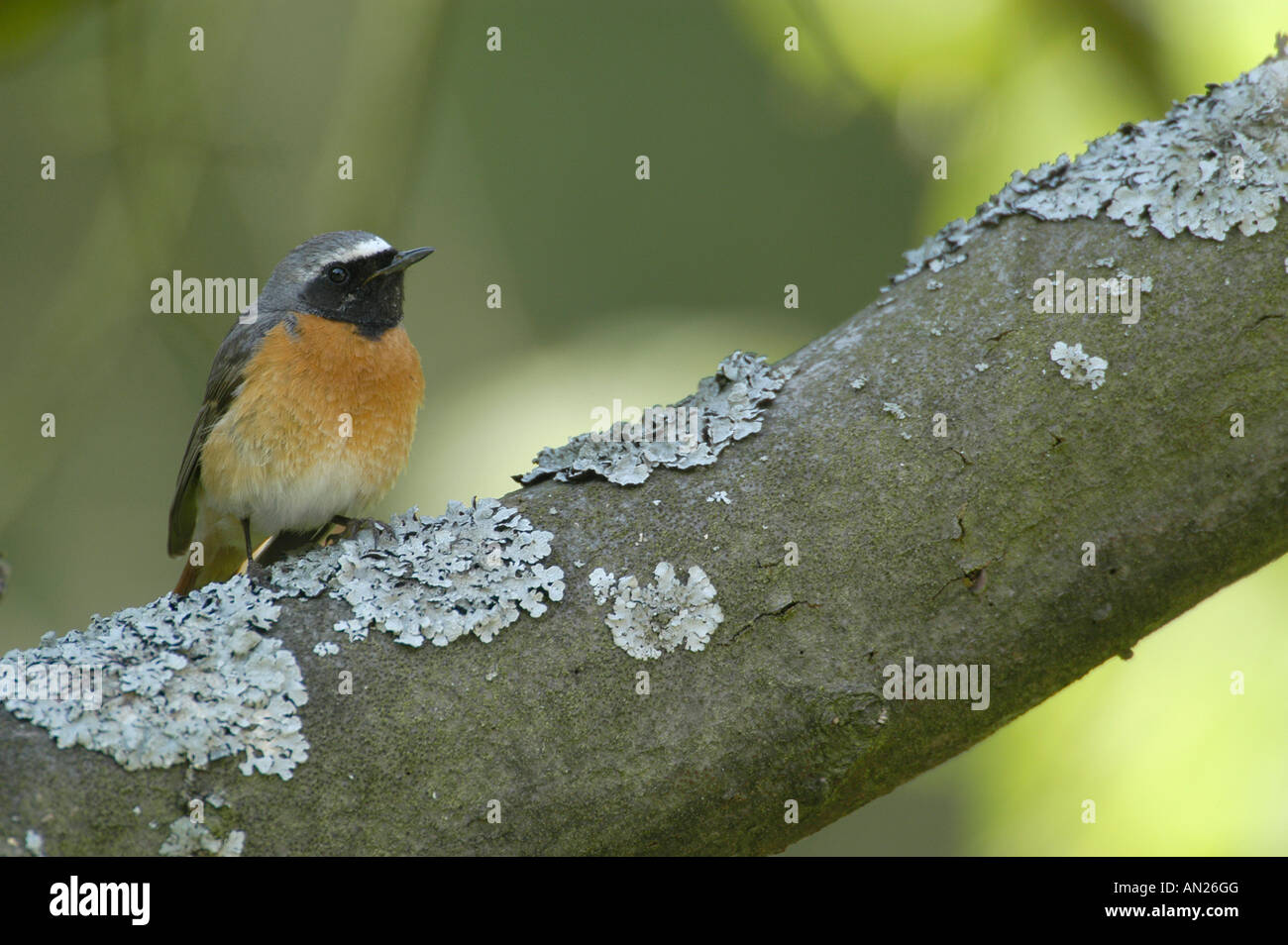 Phoenicurus phoenicurus Common Redstart eurasian Stock Photo - Alamy