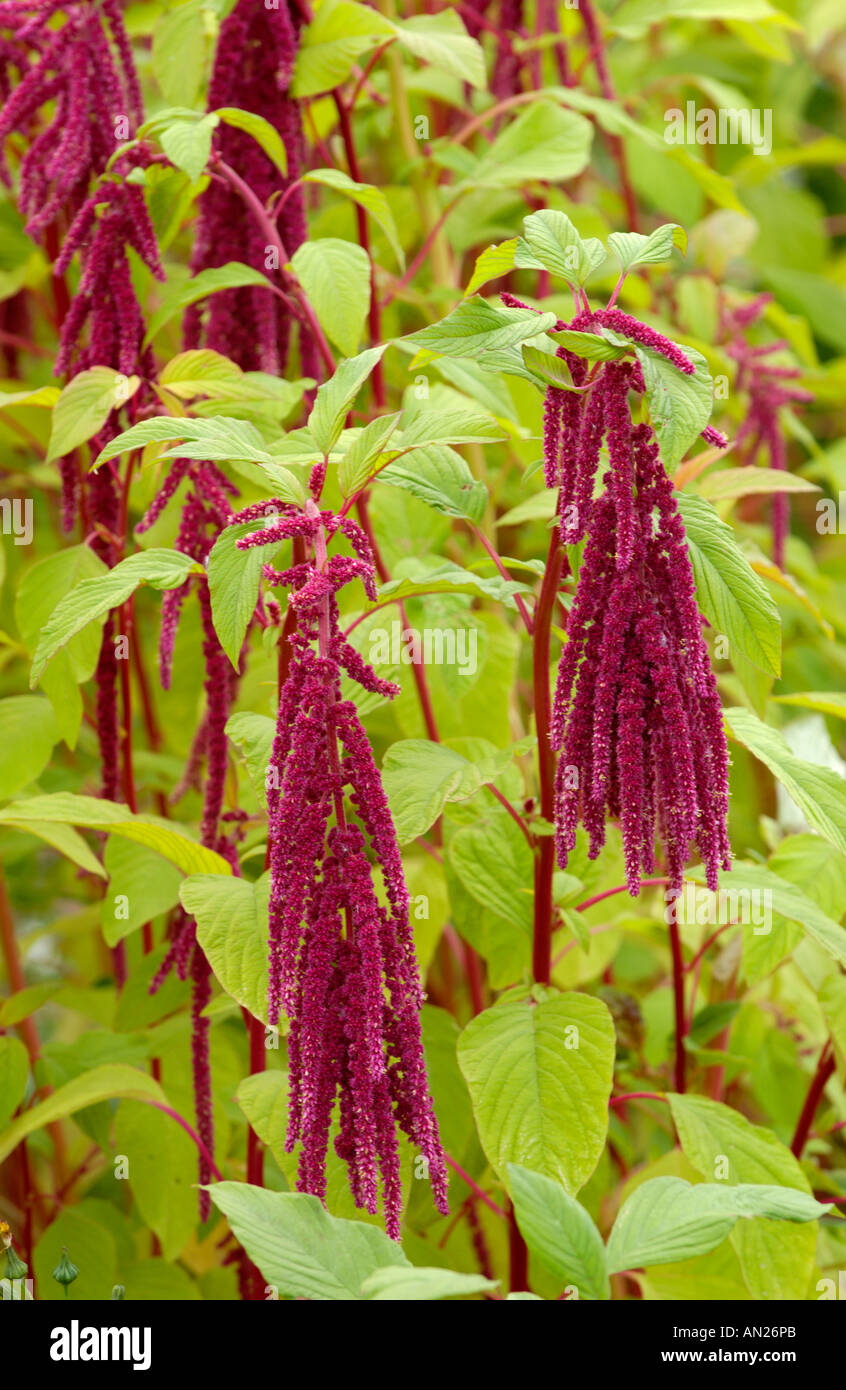 Tassel flowers being grown for Wiggly Wigglers natural gardening mail ...