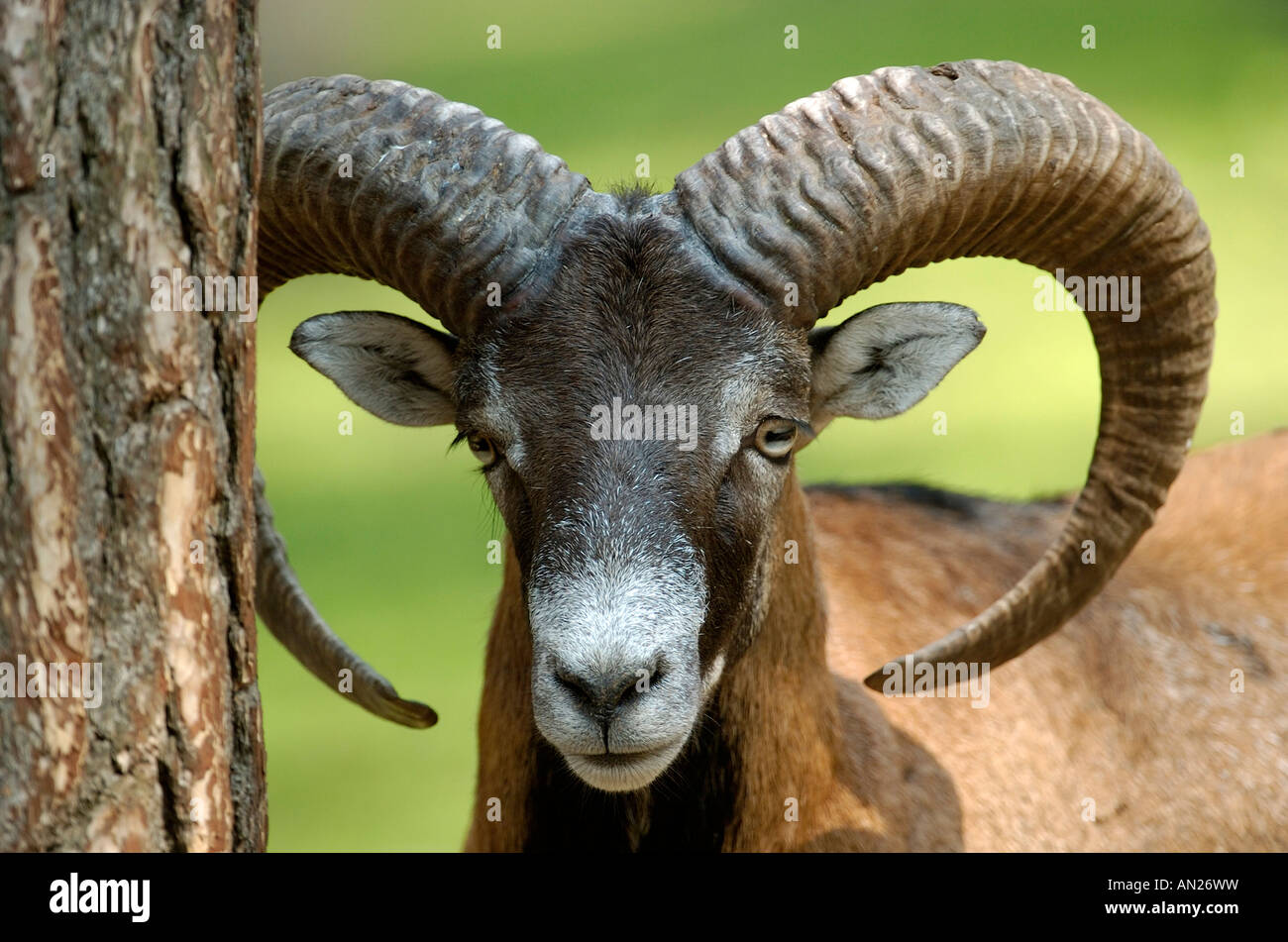 Mufflon Moufflon Sheep Stock Photo - Alamy