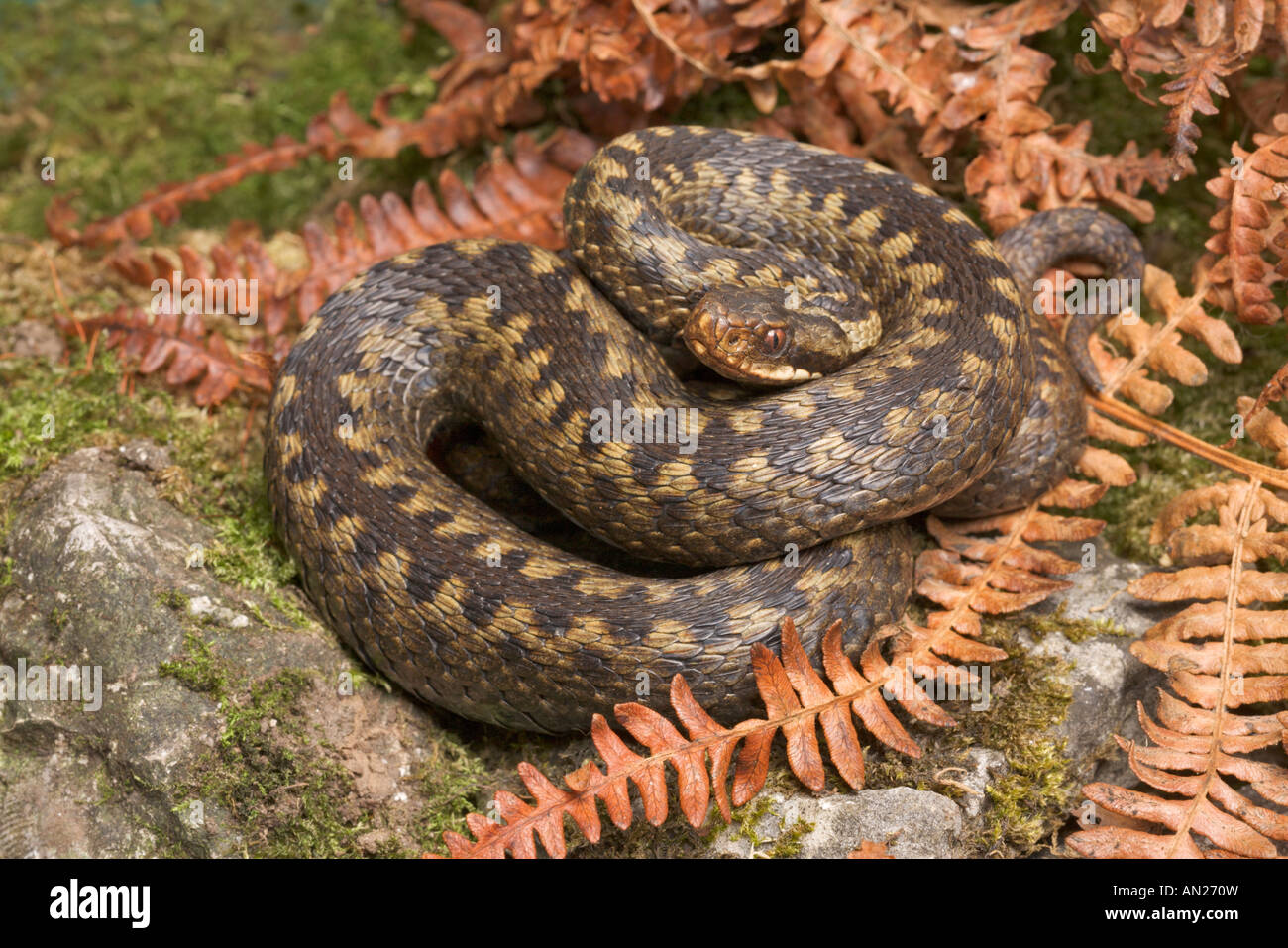 Adder or northern viper Vipera berus female Derbyshire England Stock ...