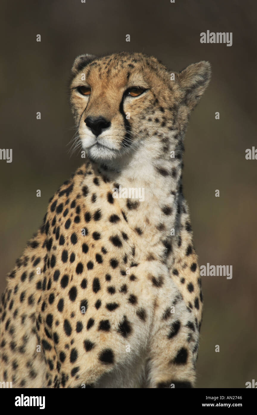 Adult female cheetah head and shoulders portrait Stock Photo - Alamy