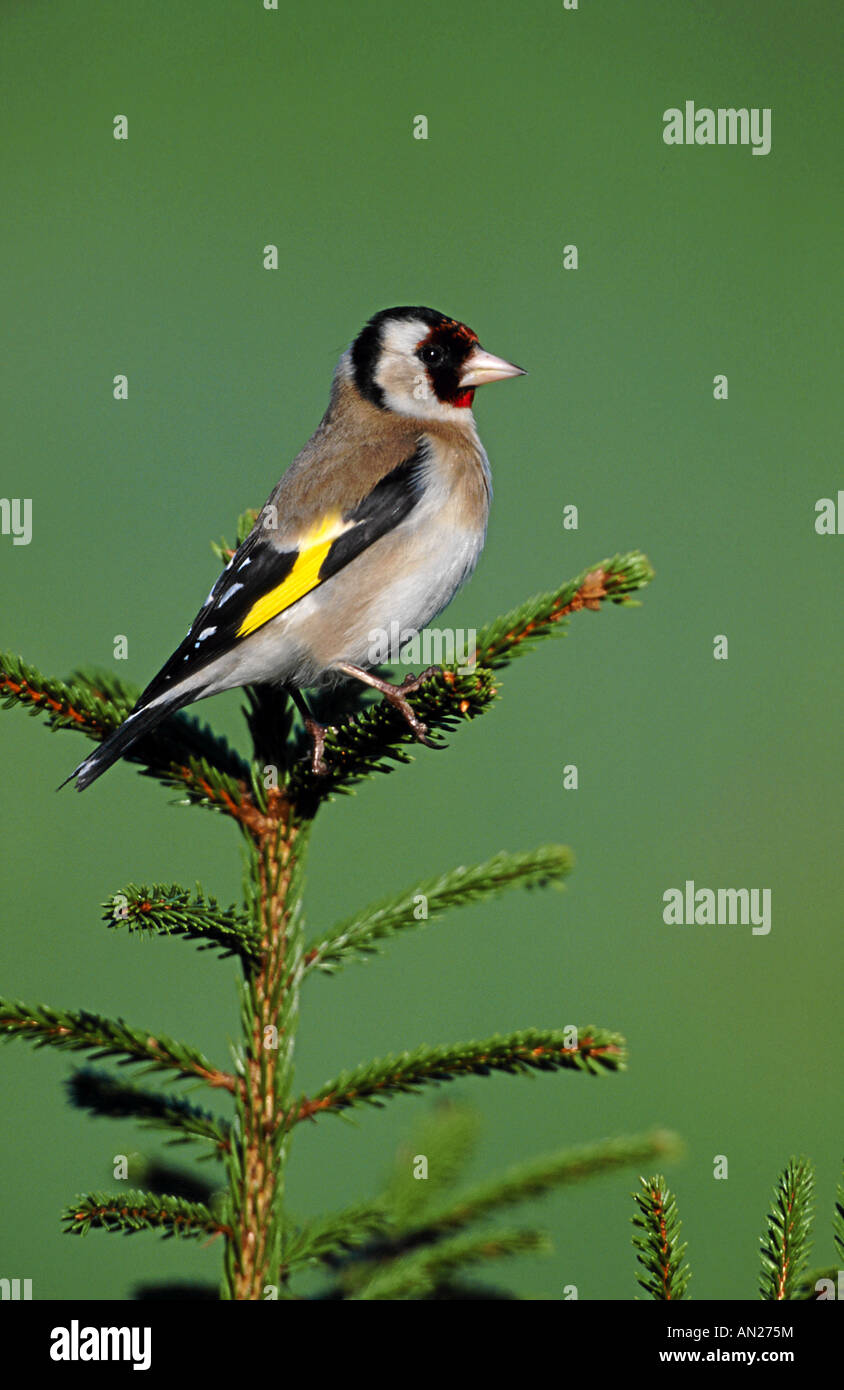 Stieglitz Distelfink European Goldfinch Carduelis carduelis europa ...