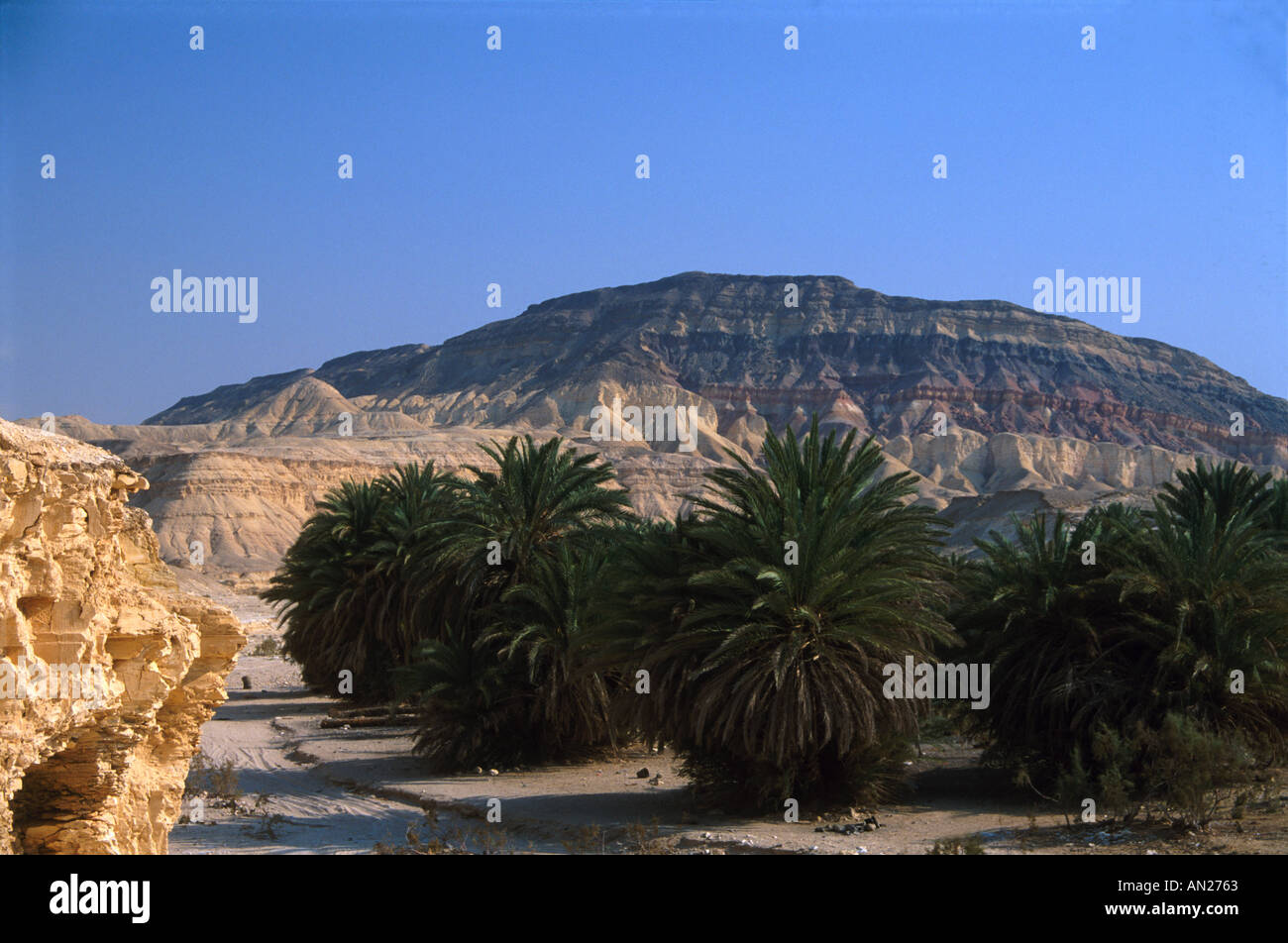 A rare oasis in the desert in Wadi al Hummur in Western Sinai Egypt ...