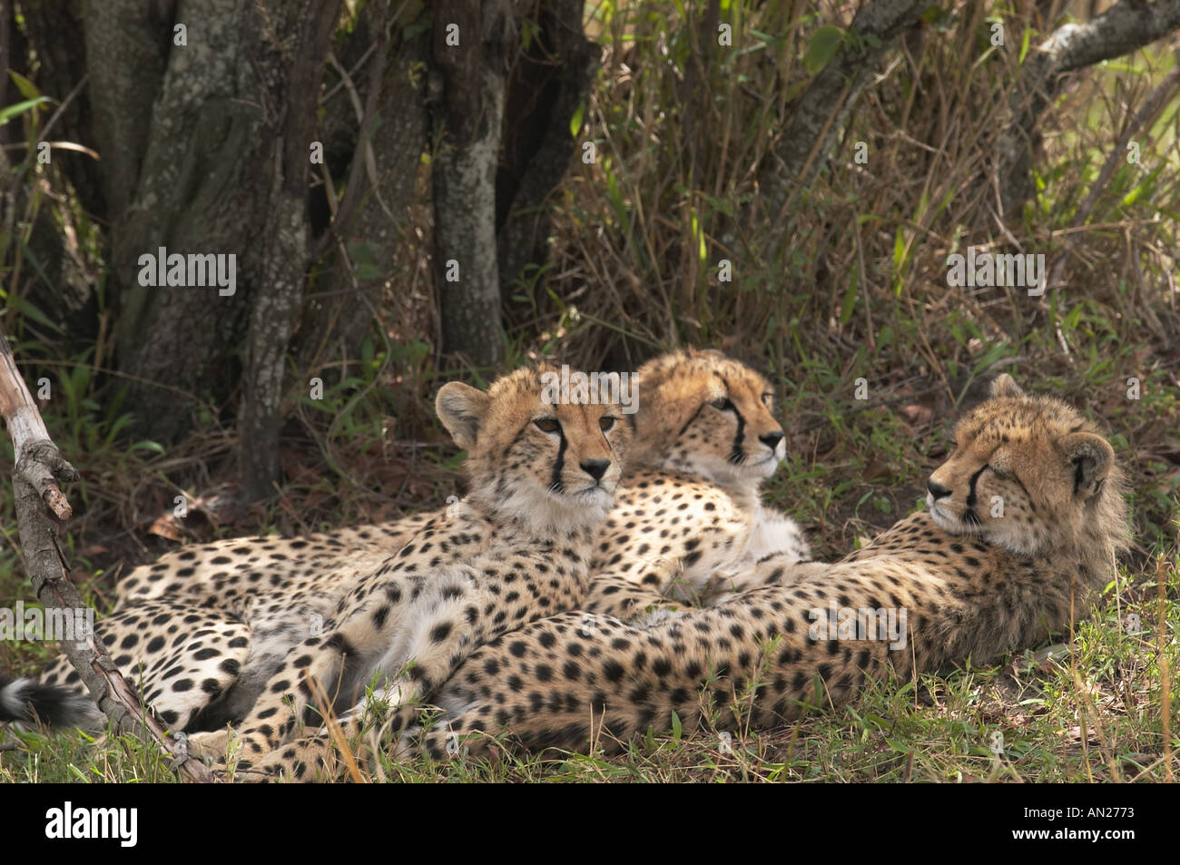Cheetah family group portrait Stock Photo - Alamy