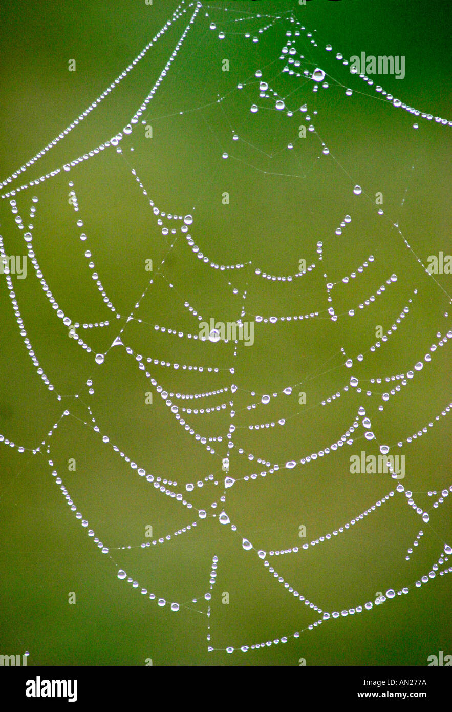 Delicate cobweb beaded with raindrops Stock Photo - Alamy