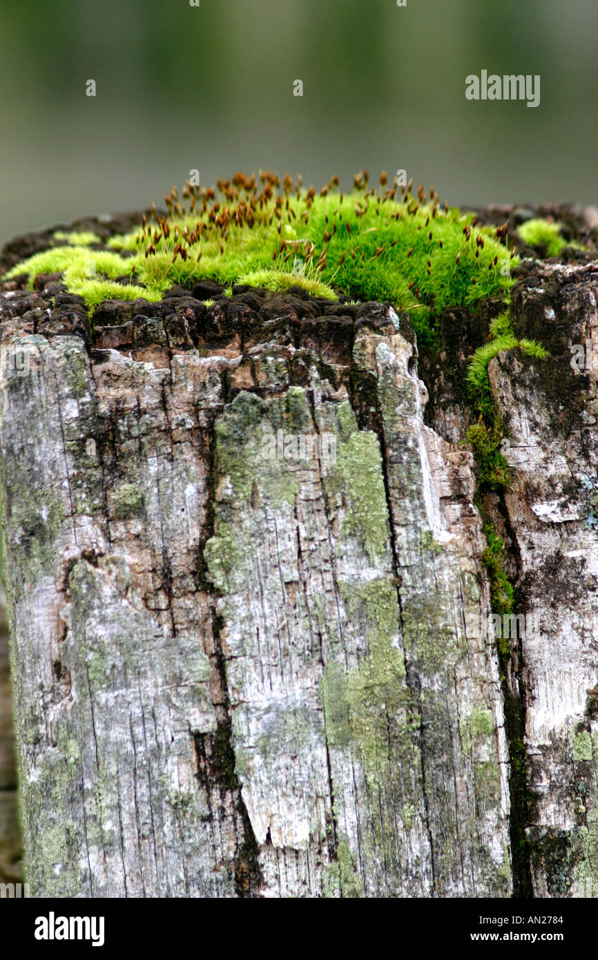 Spongy moss hi-res stock photography and images - Alamy