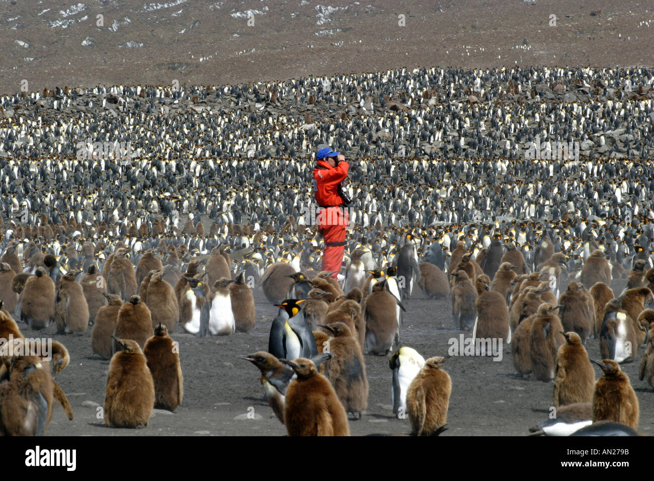 happy photographer with Massed King penguins at St Andrews Bay South ...