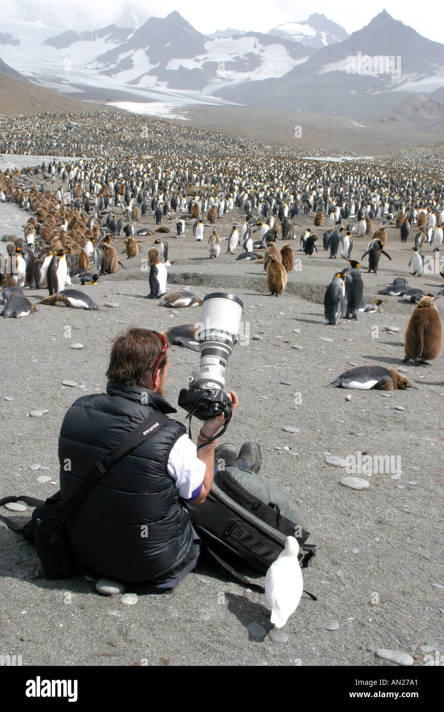 happy photographer with Massed King penguins at St Andrews Bay South ...