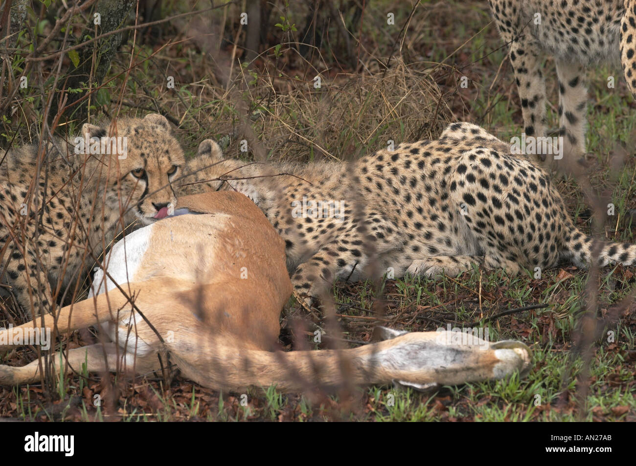 Cheetah killing impala hi-res stock photography and images - Alamy