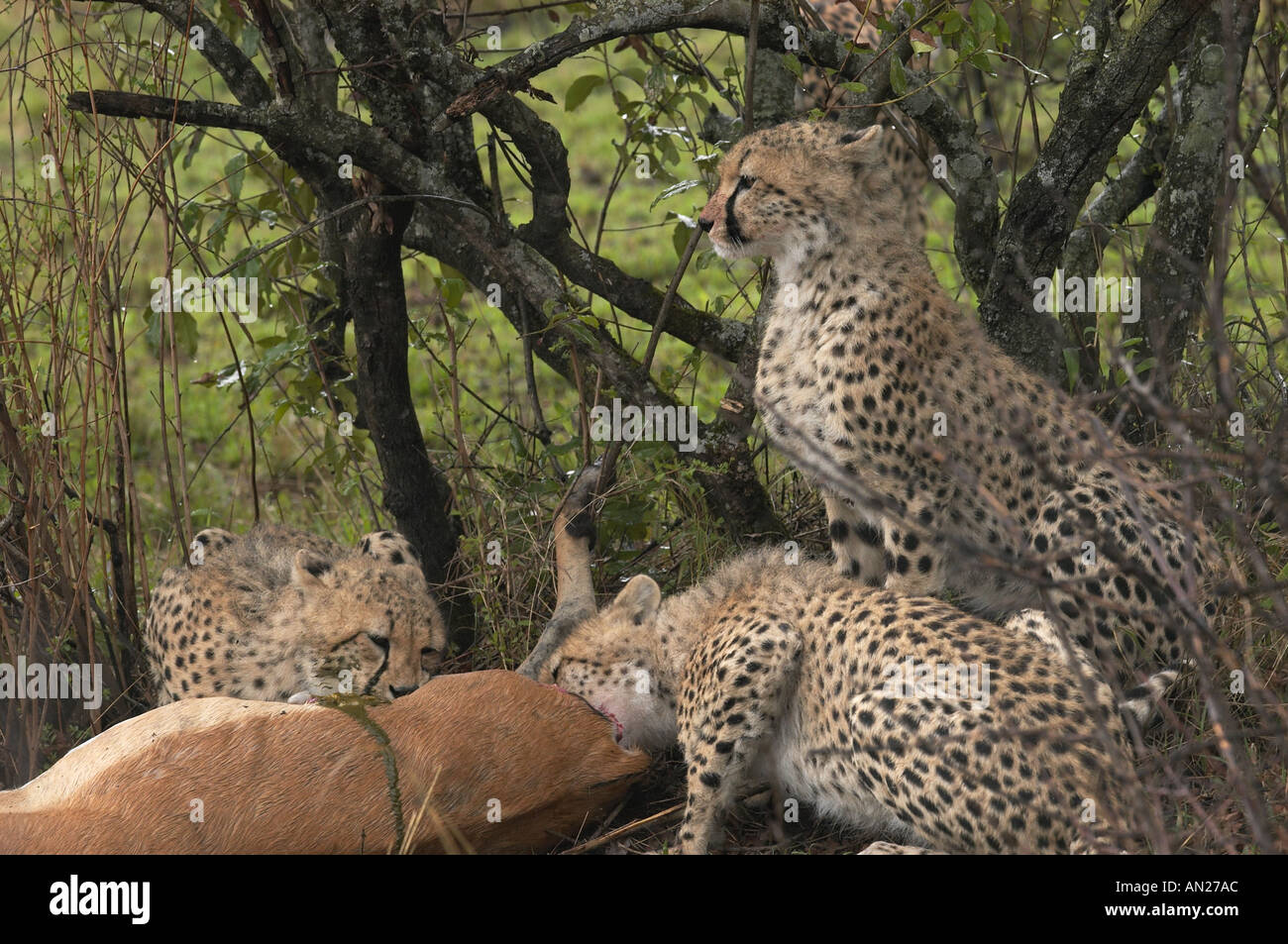 Cheetah killing impala hi-res stock photography and images - Alamy