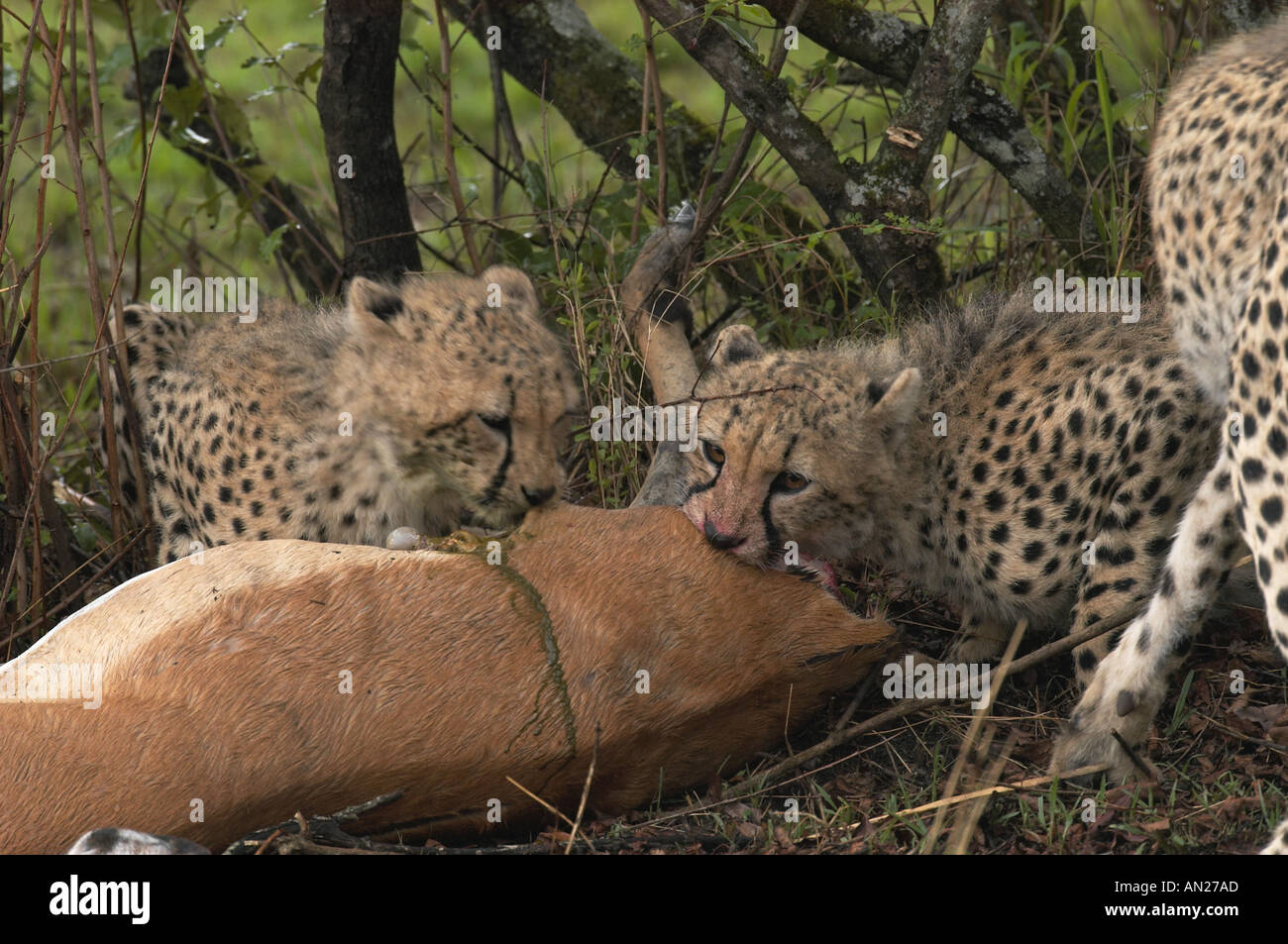 Cheetah Killing Impala High Resolution Stock Photography and Images - Alamy