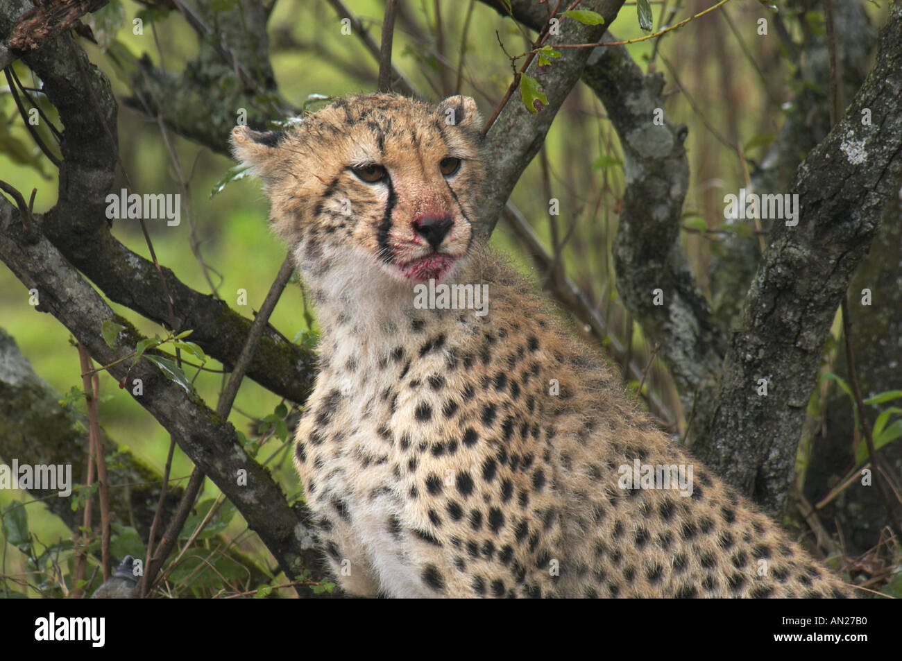 Cheetah blood on face hi-res stock photography and images - Alamy