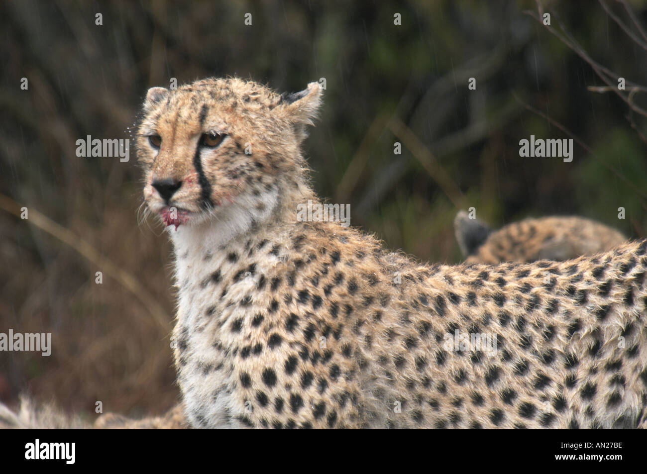 Cheetah blood on face hi-res stock photography and images - Alamy