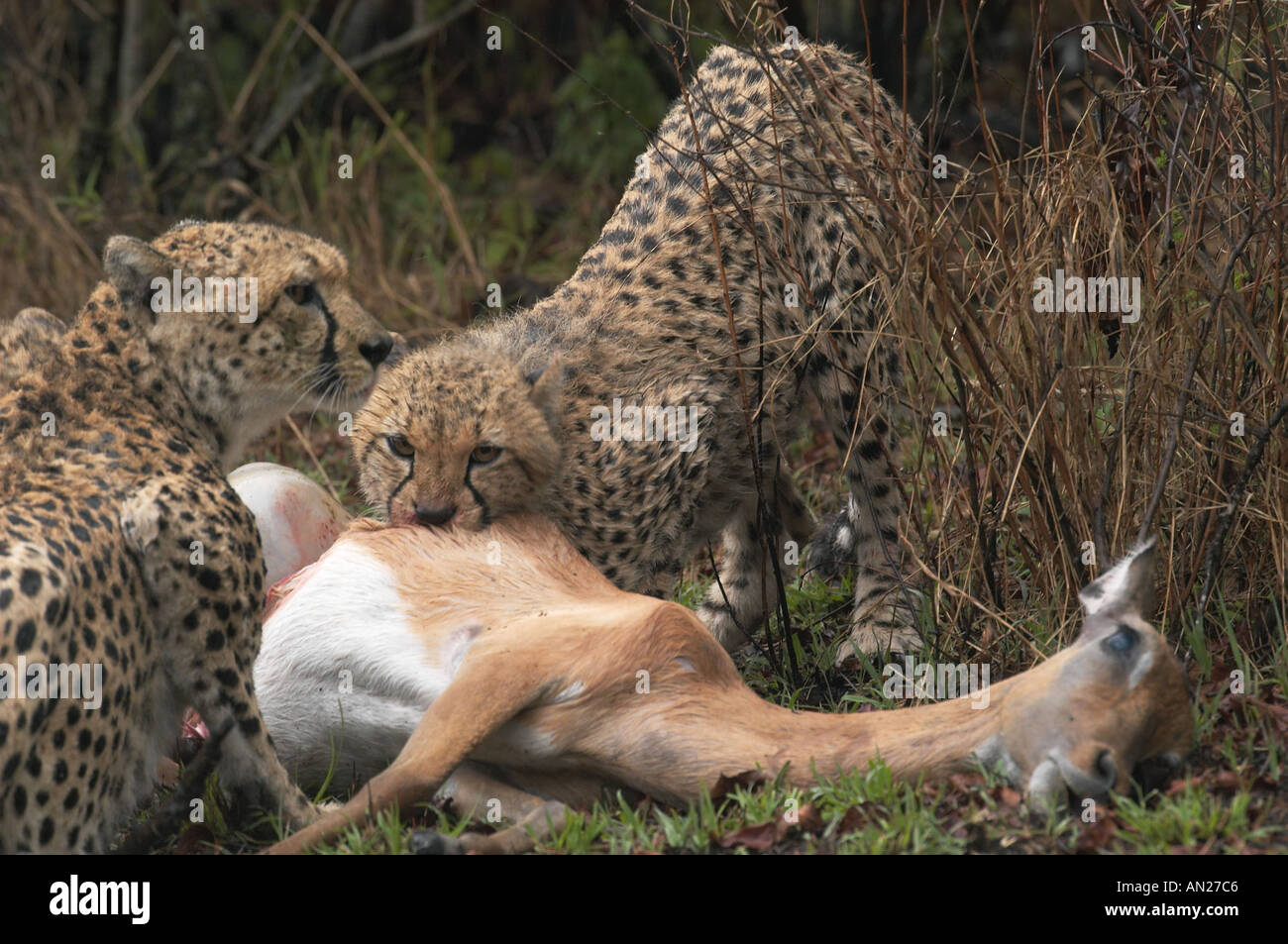 Young cheetahs ripping an impala to pieces and feeding on it Stock ...