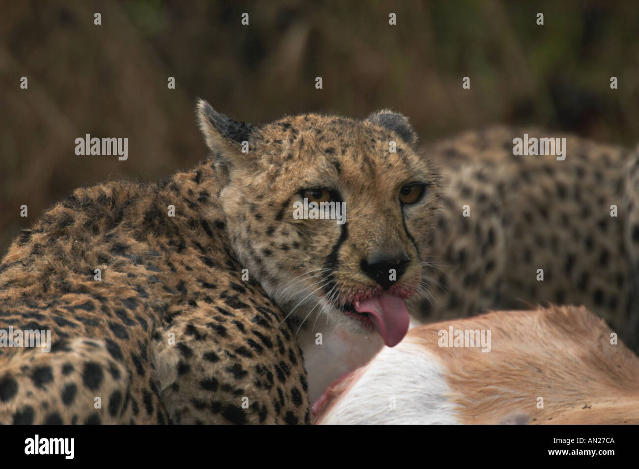 Young cheetahs ripping an impala to pieces and feeding on it Stock ...