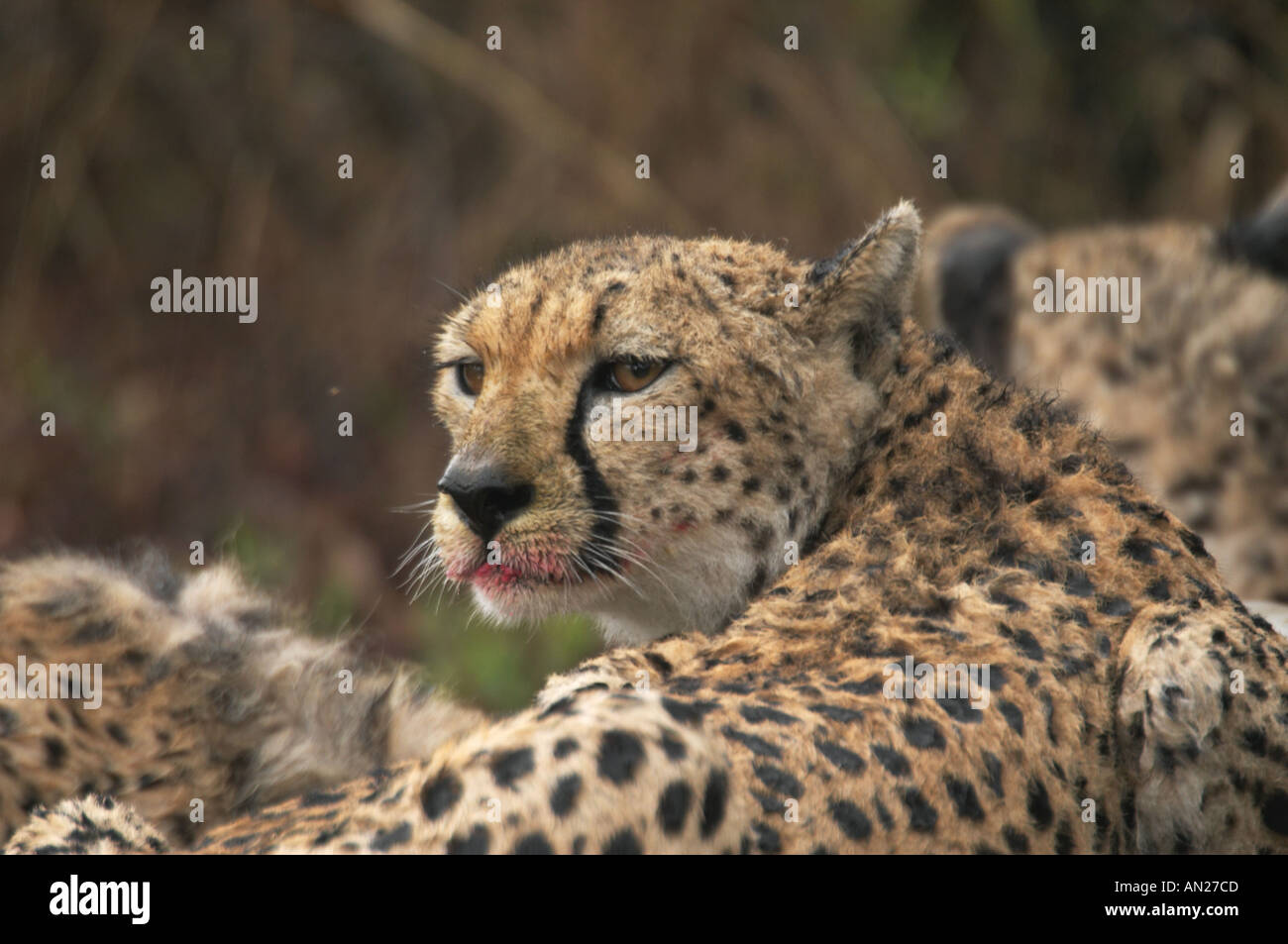 Cheetah with blood on its face Stock Photo - Alamy