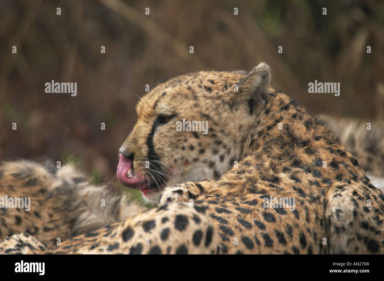 Cheetah with blood on its face Stock Photo - Alamy