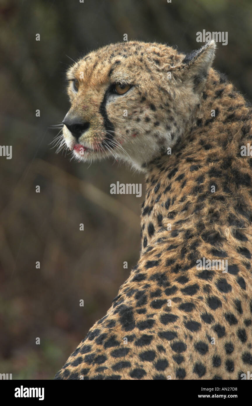 Cheetah with blood on its face Stock Photo - Alamy