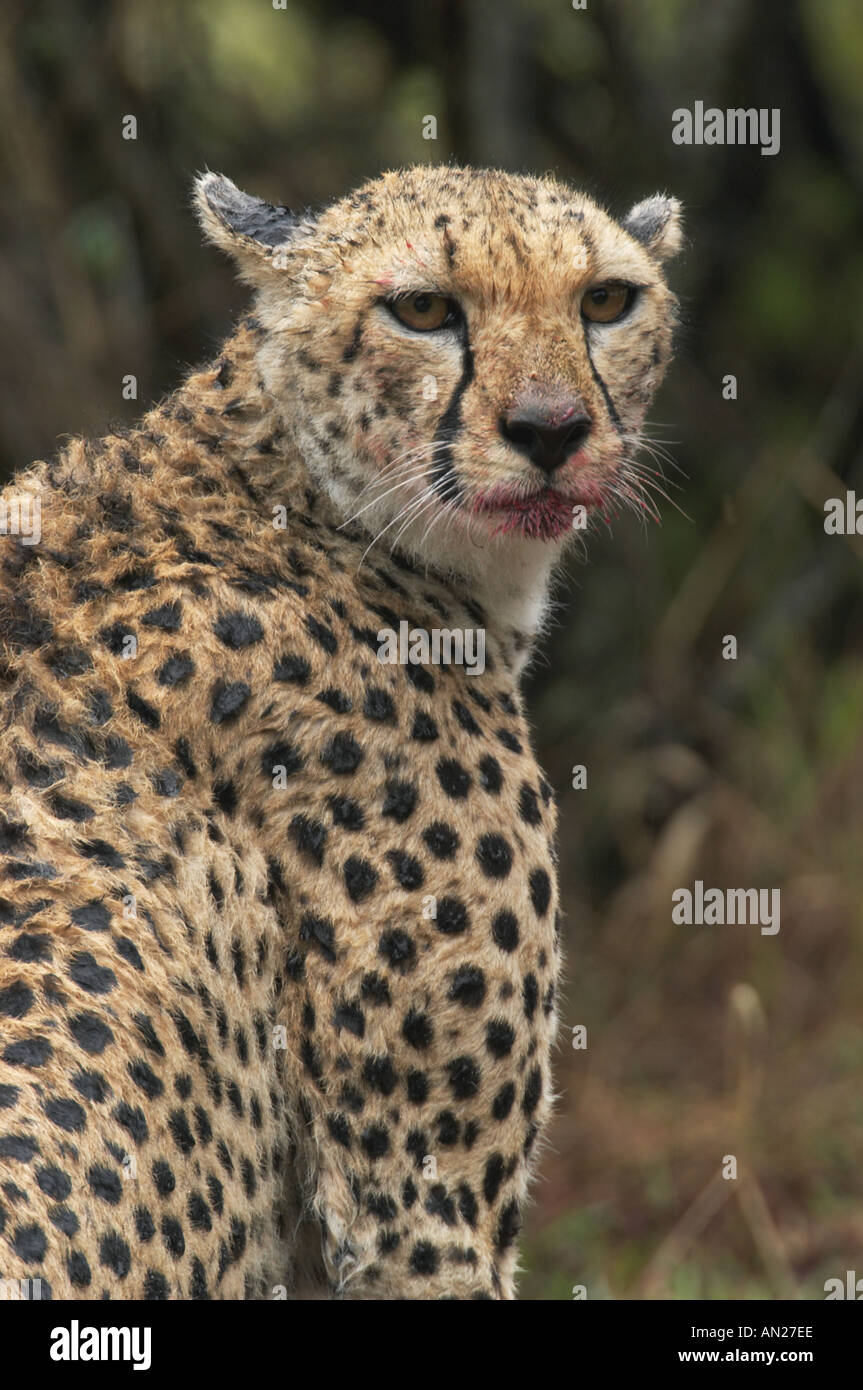 Young cheetah with blood on its face Stock Photo - Alamy