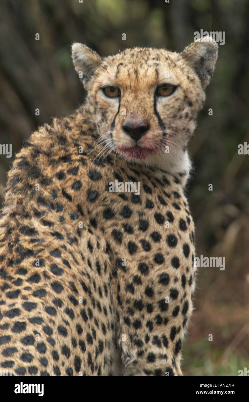 Young cheetah with blood on its face Stock Photo - Alamy