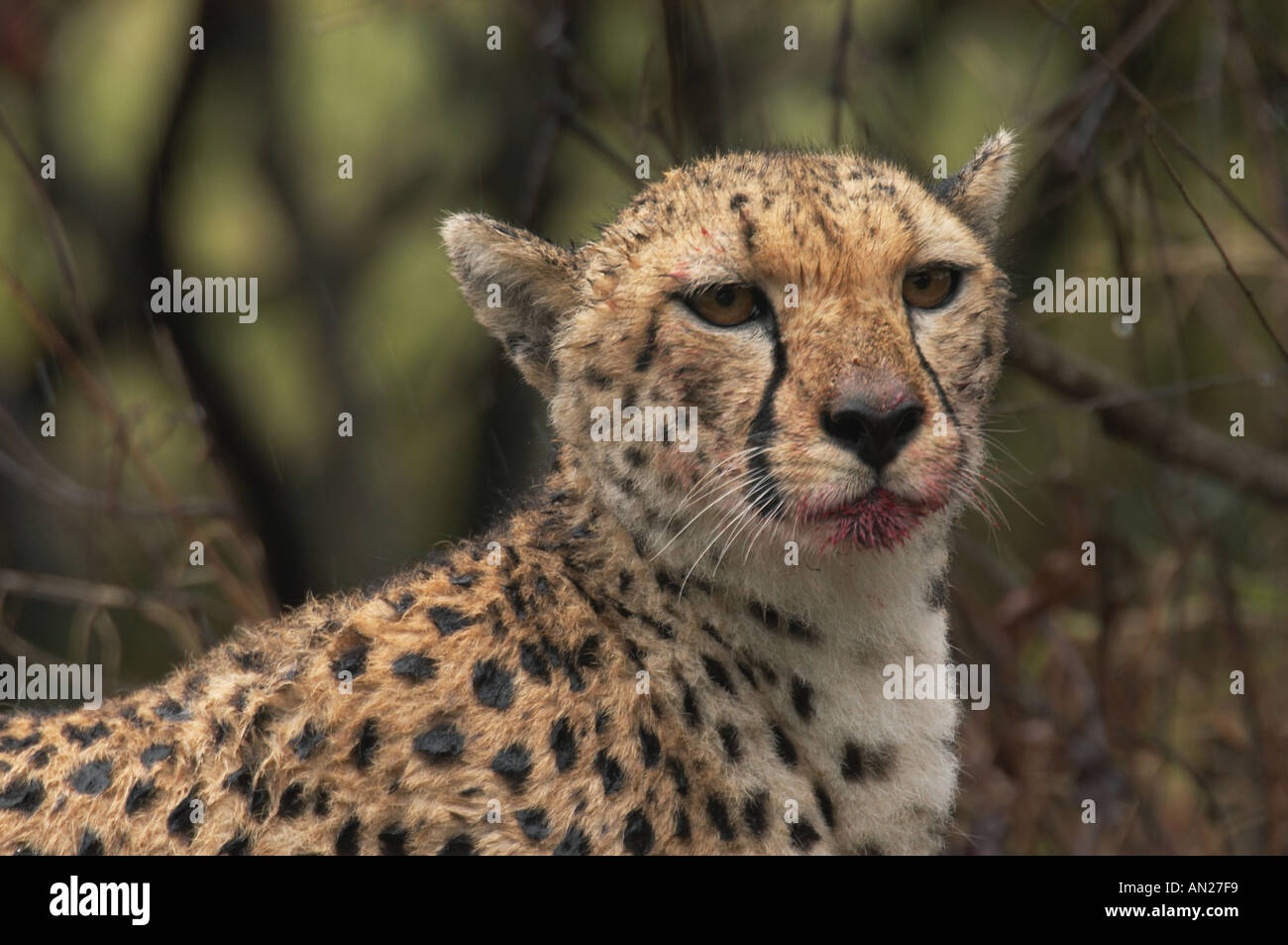 Cheetah blood on face hi-res stock photography and images - Alamy