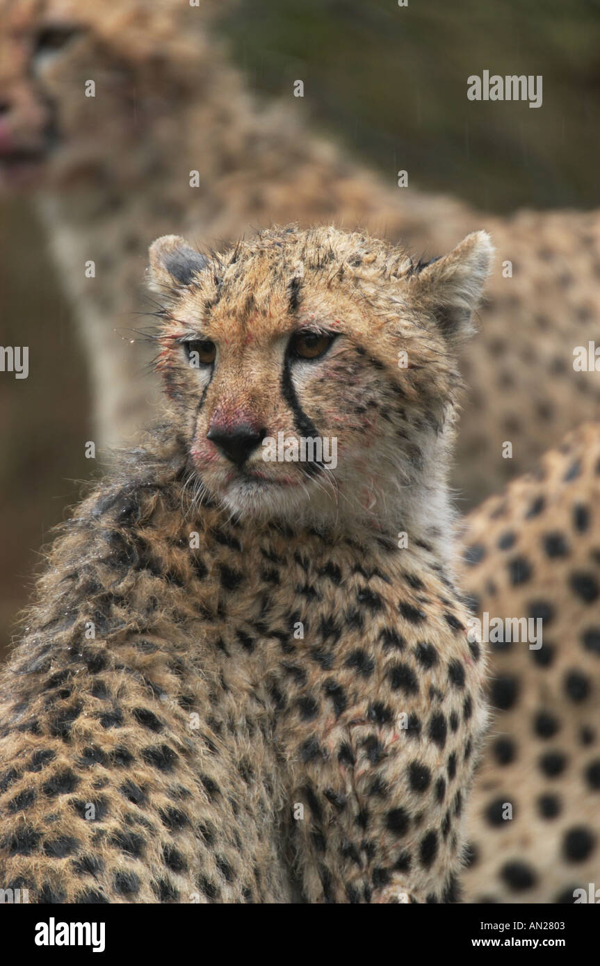 Cheetah blood on face hi-res stock photography and images - Alamy
