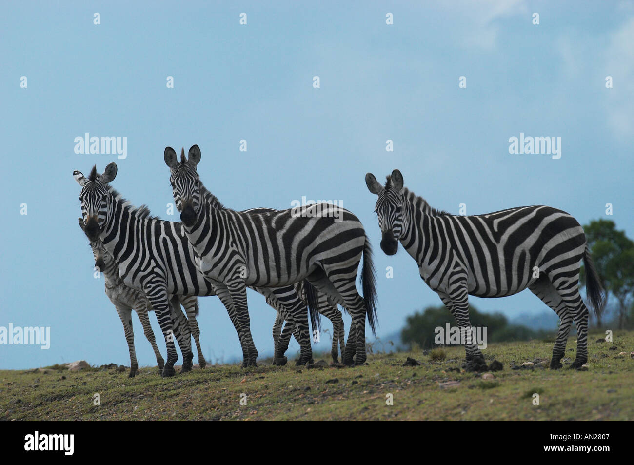 Zebra family group Stock Photo - Alamy