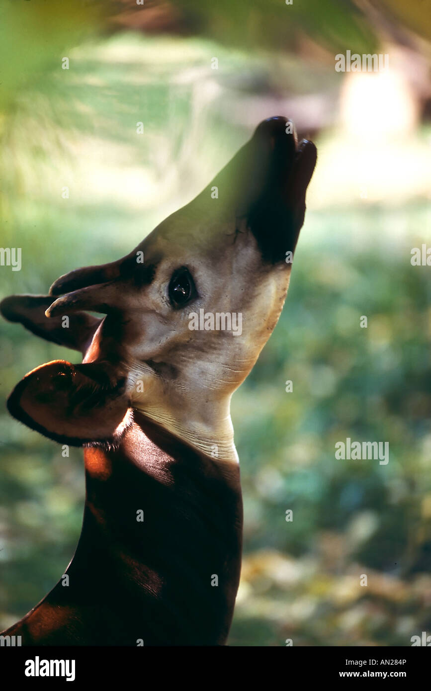 Okapi and neck hi-res stock photography and images - Alamy