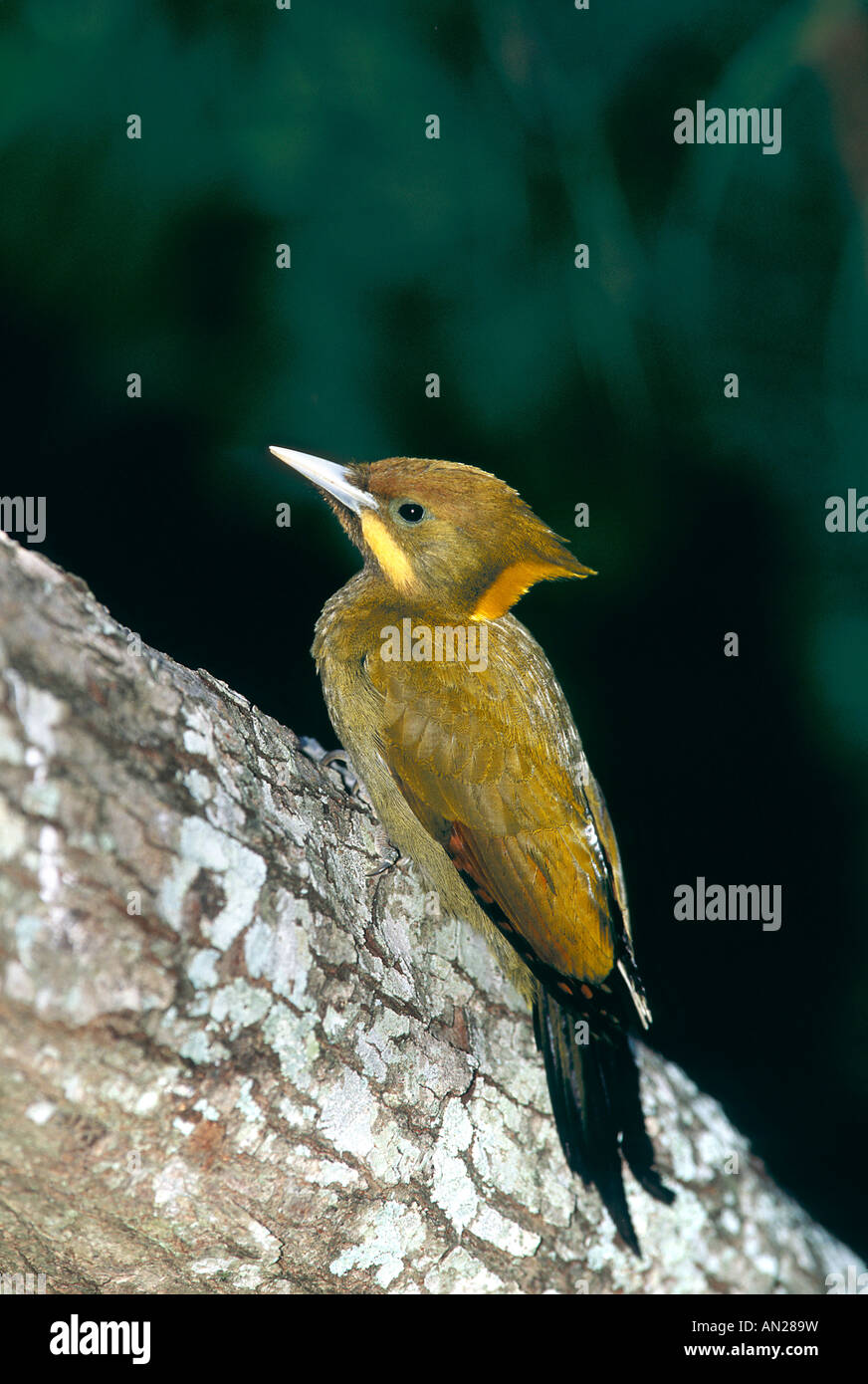 Greater Yellow naped Woodpecker Picus flavinucha Stock Photo - Alamy
