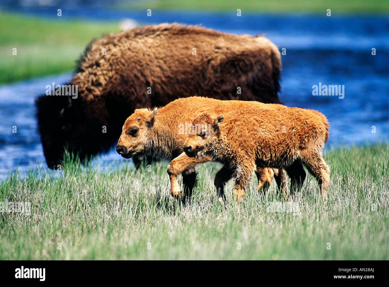 Bison Calves walking Yellowstone NP USA Stock Photo - Alamy